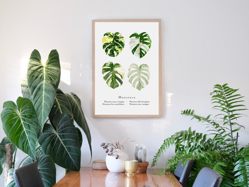 Varigated Monstera Poster | Rare Plant, Identification Plant Species ...