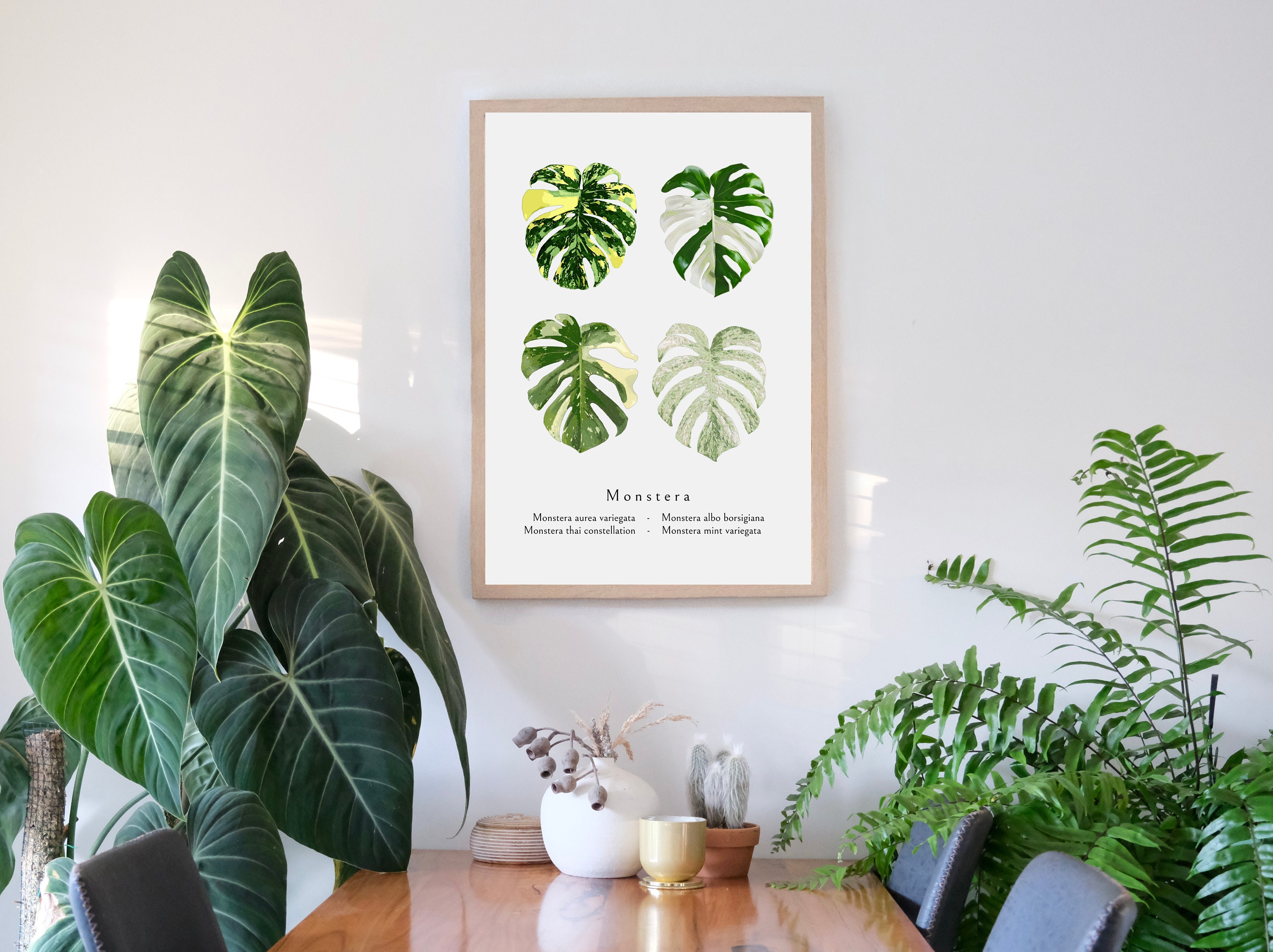 Varigated Monstera Poster | Rare Plant, Identification Plant Species ...