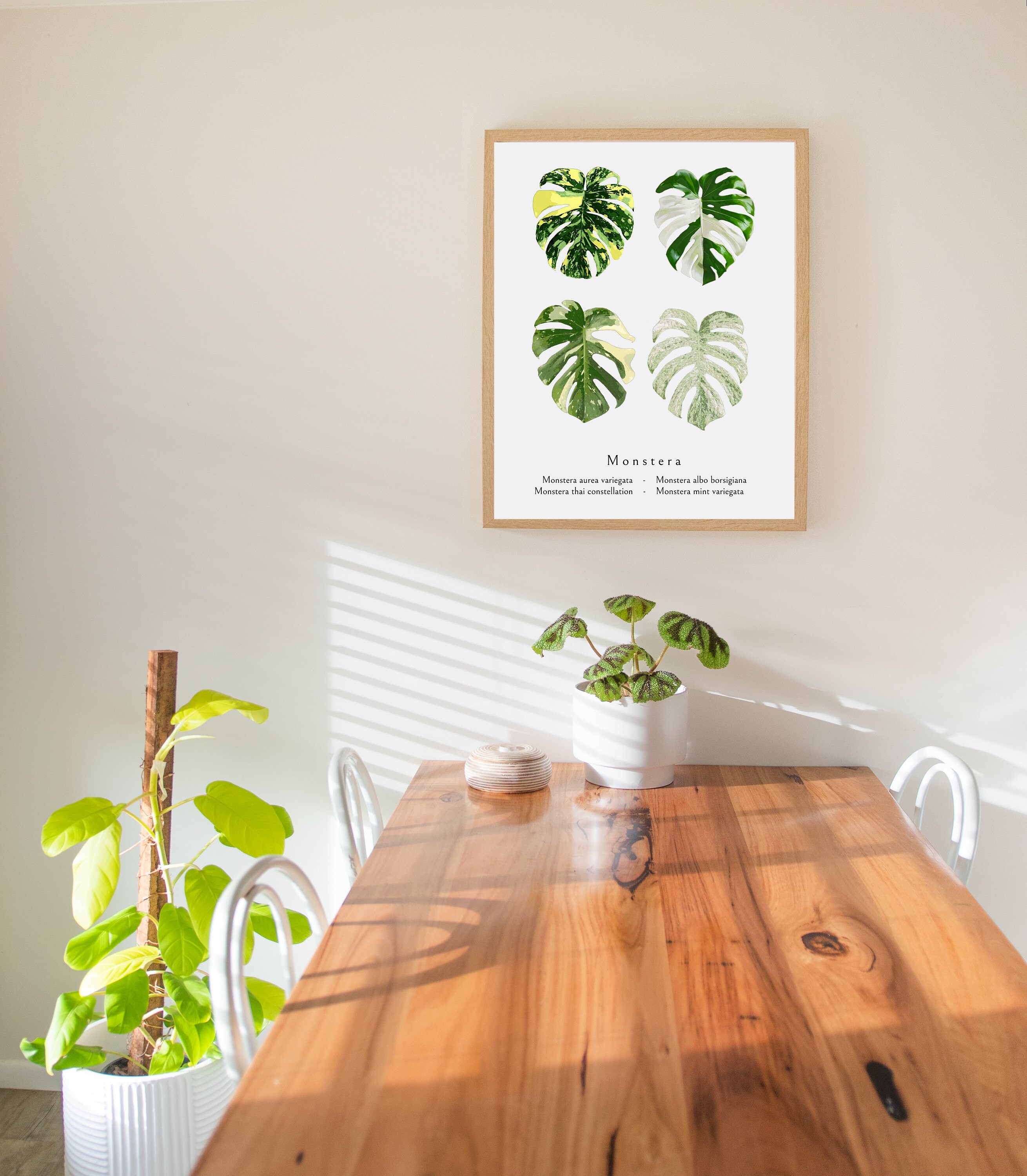 Varigated Monstera Poster Rare Plant, Identification Plant Species ...