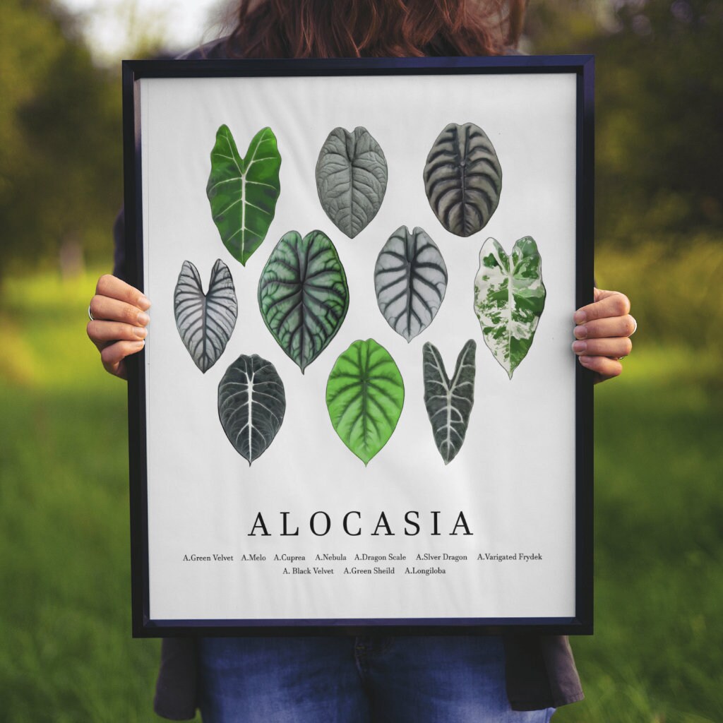 Alocasia Identification Plant Species Chart Poster | Indoor Jungle Wall ...