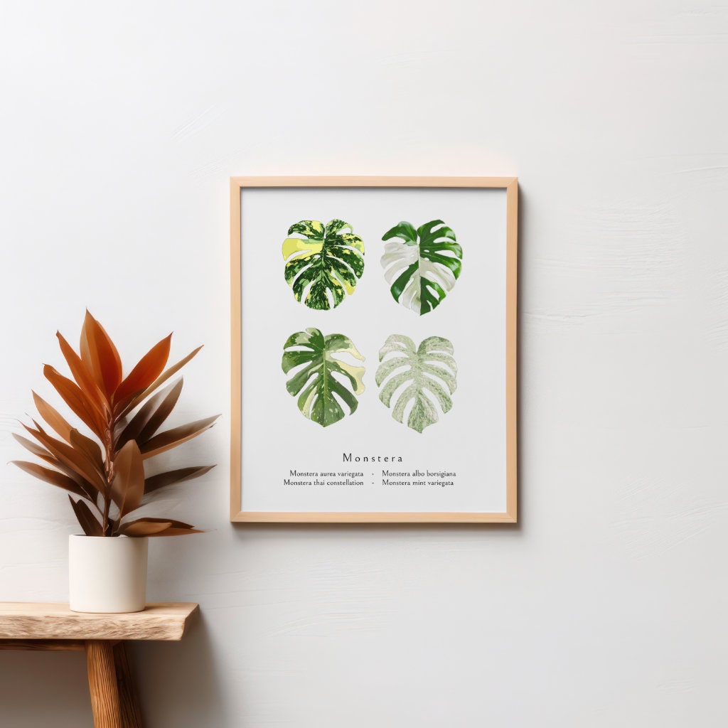 Varigated Monstera Poster Rare Plant, Identification Plant Species ...