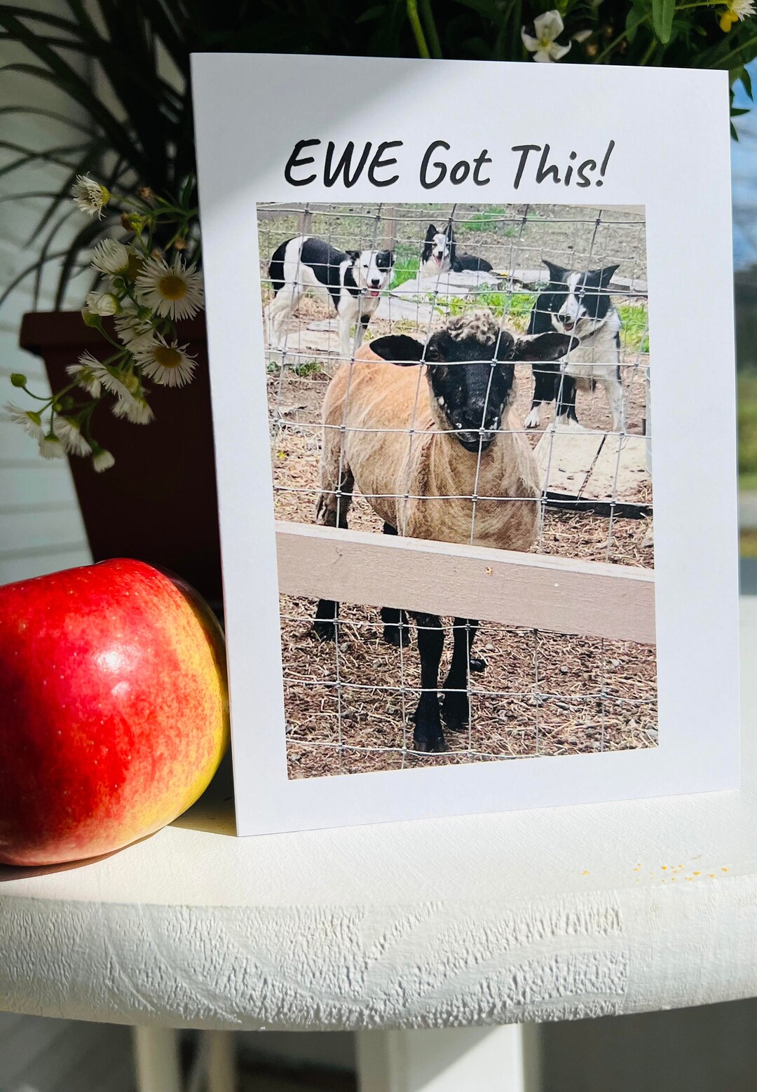 Sheep Cards - EWE Cards - "ewe Got This!" - Encouragement Greeting ...