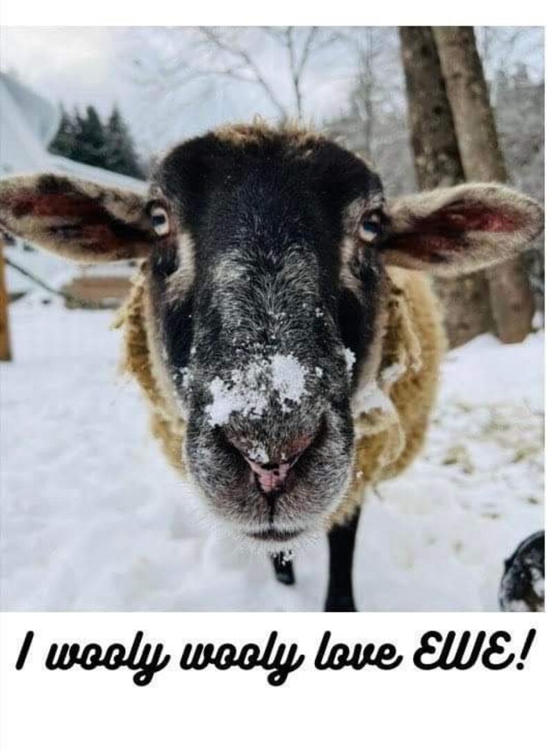 Sheep Card Valentine EWE Cards i Wooly Wooly Love Ewe Love Note ...