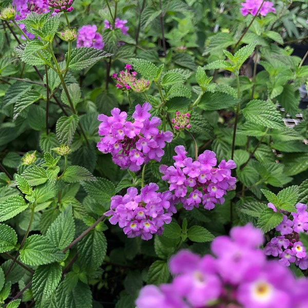 Trailing Lantana Plants - Etsy