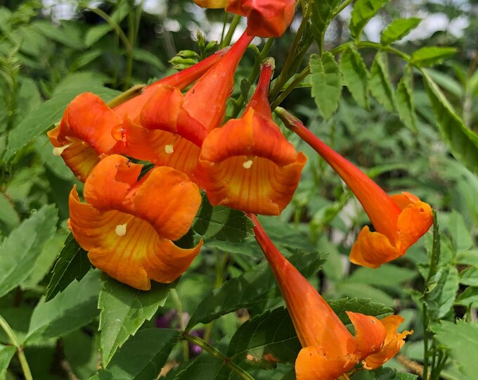 Tecoma Stans Hybrid Orange Jubilee Plant - Etsy