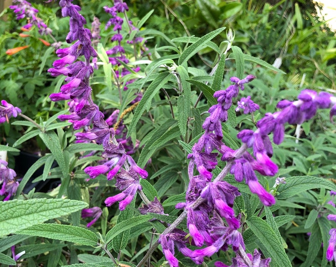 Mexican Bush Sage or Salvia Leucantha Pint Plant - Etsy