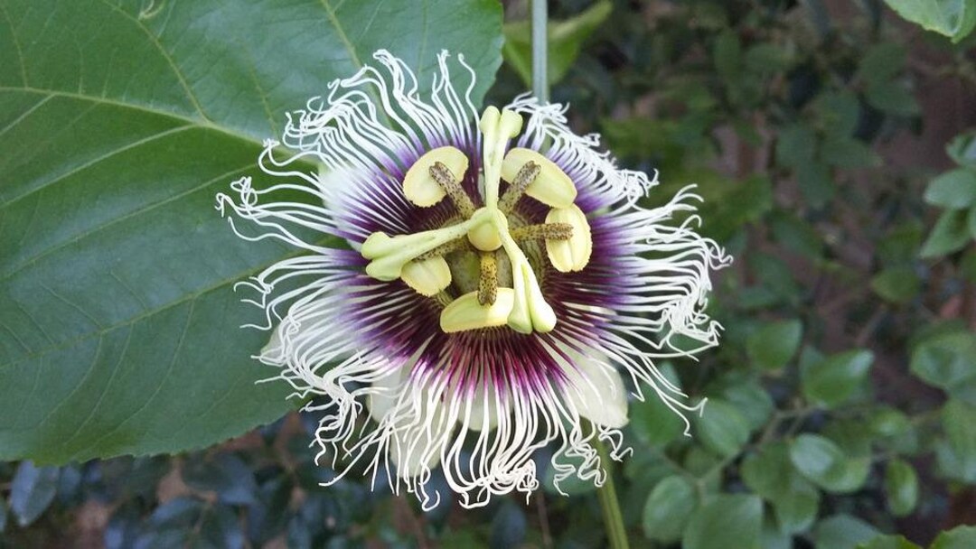 Purple Possum Passiflora Edulis Passion Fruit Vine Pint Plant - Etsy