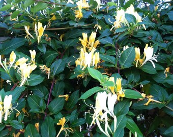 LONICERA 'CANDY SWIRL' Honeysuckle Fragrant - Etsy
