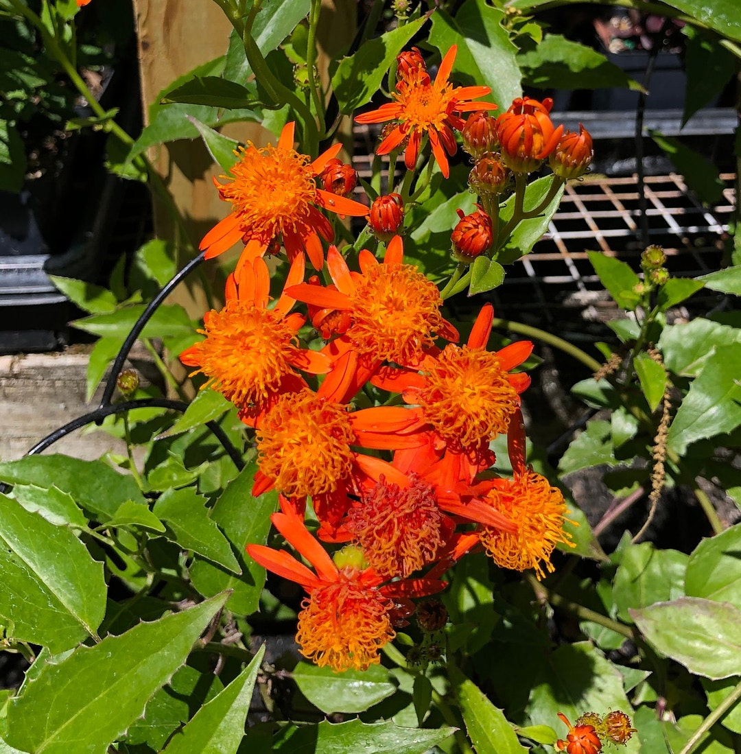 Mexican Flame Vine Pint Plant - Etsy