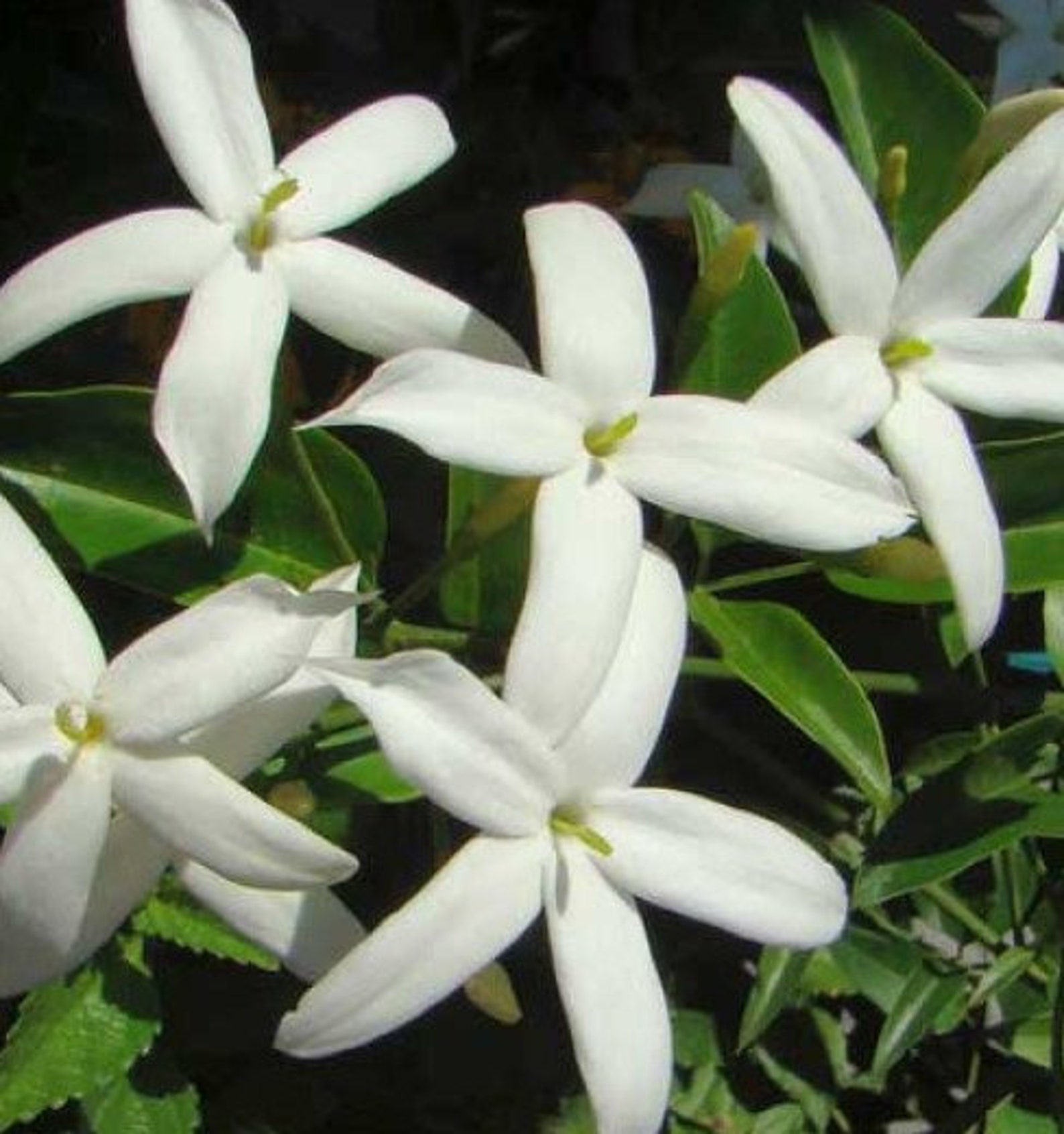 African Jasmine or Jasminum Tortuosum Pint Plant - Etsy