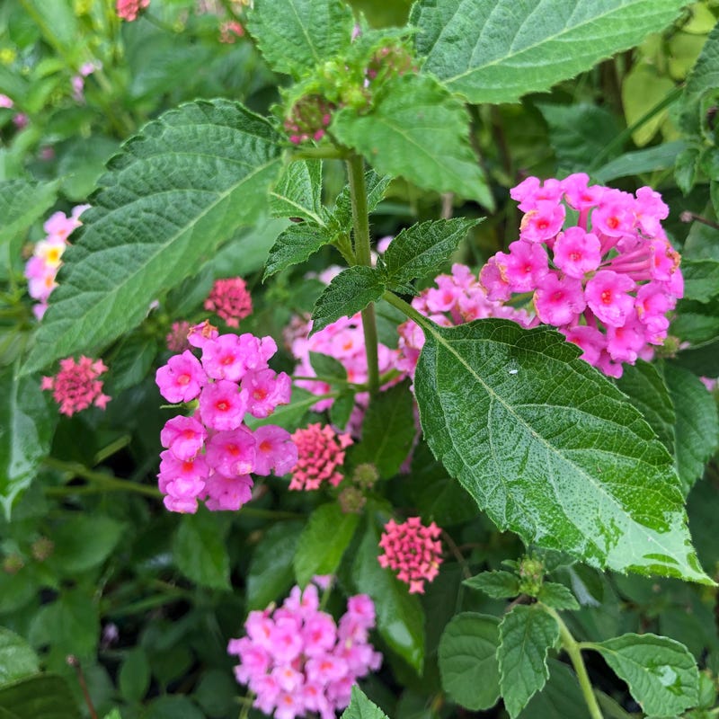Lantana Plants - Etsy