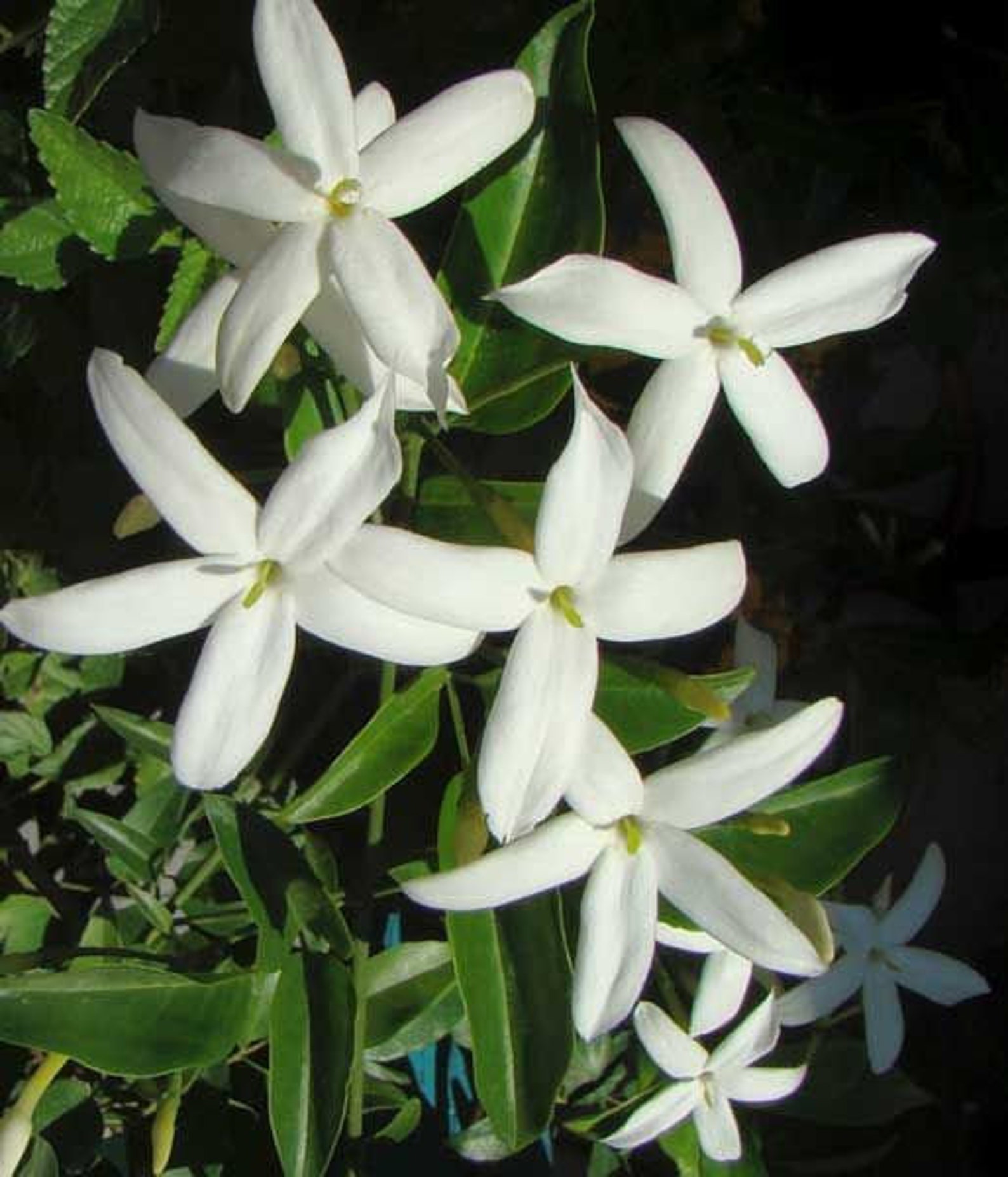 African Jasmine or Jasminum Tortuosum Pint Plant - Etsy