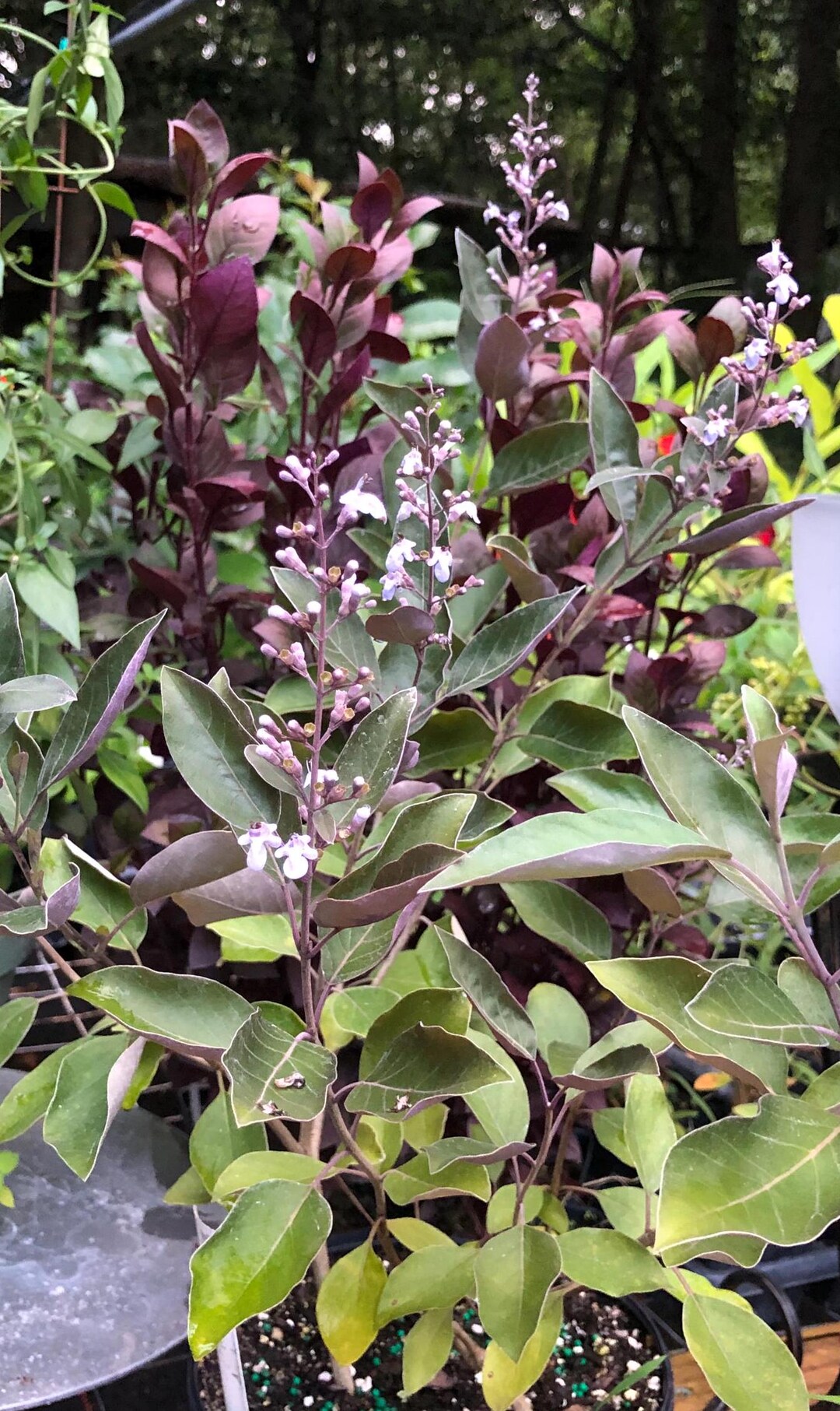Arabian Lilac or Vitex Trifolia F. Purpurea 'fascination' Pint Plant - Etsy