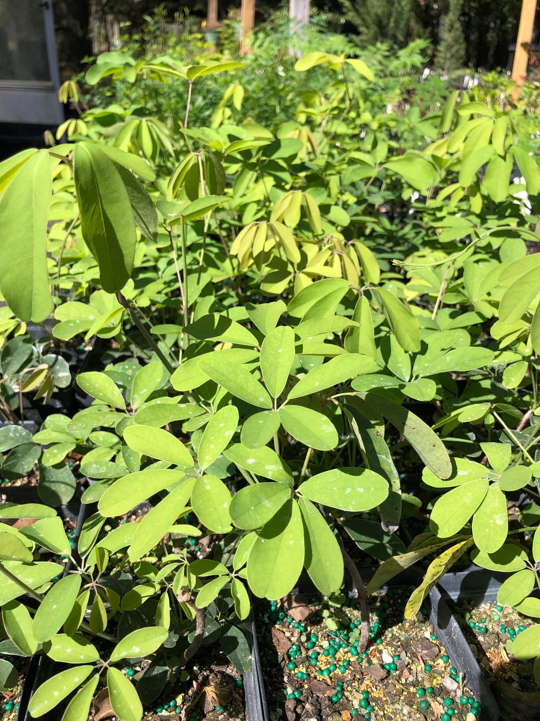 Akebia Quinata Chocolate Vine Pint Plant - Etsy