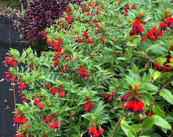 Cuphea Bat Face Plant - Etsy