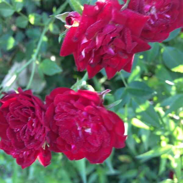 Climbing Rose - Etsy
