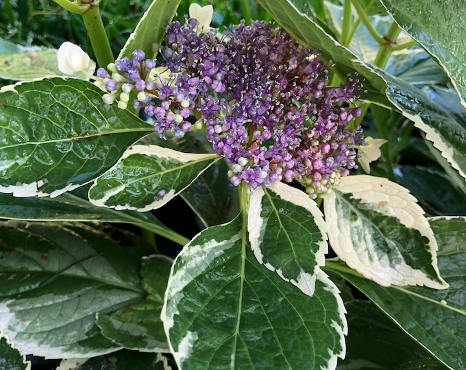 Variegated Hydrangea Silver Lacecap or Hydrangea Macrophylla Plant - Etsy