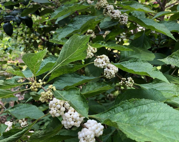 Beauty Berry White or Callicarpa Americana Var Lactea Pint Plant ...