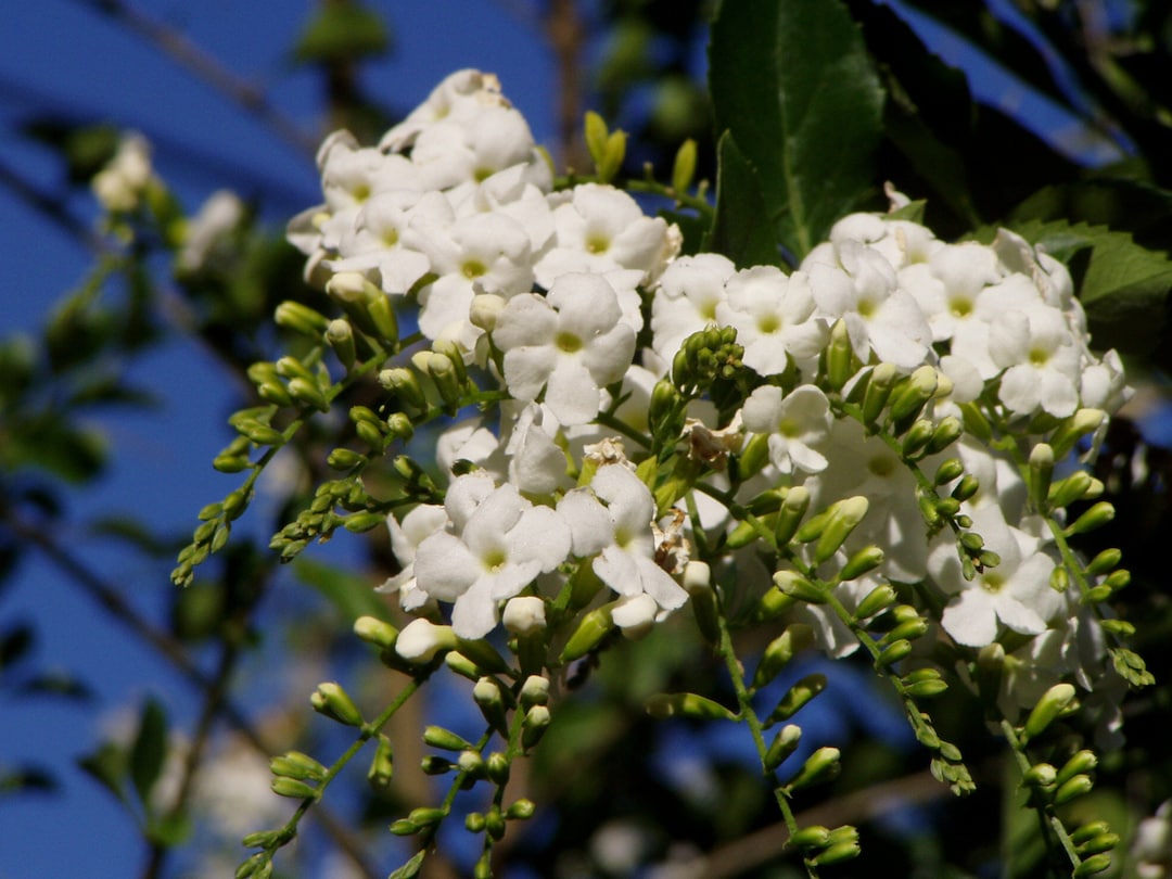 White Duranta Erecta Pint Plant - Etsy