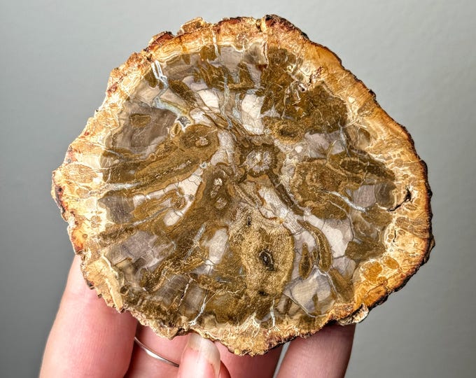 You Pick! Petrified Wood Slices From Madagascar / Natural Fossilized ...