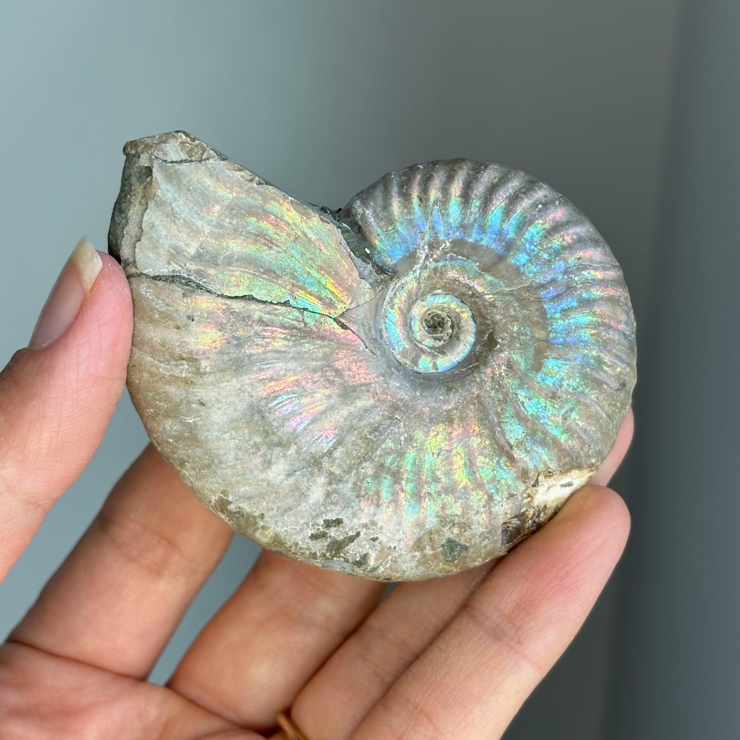 Iridescent Ammonite From Madagascar / Opalized Ammonite Fossil / Large ...