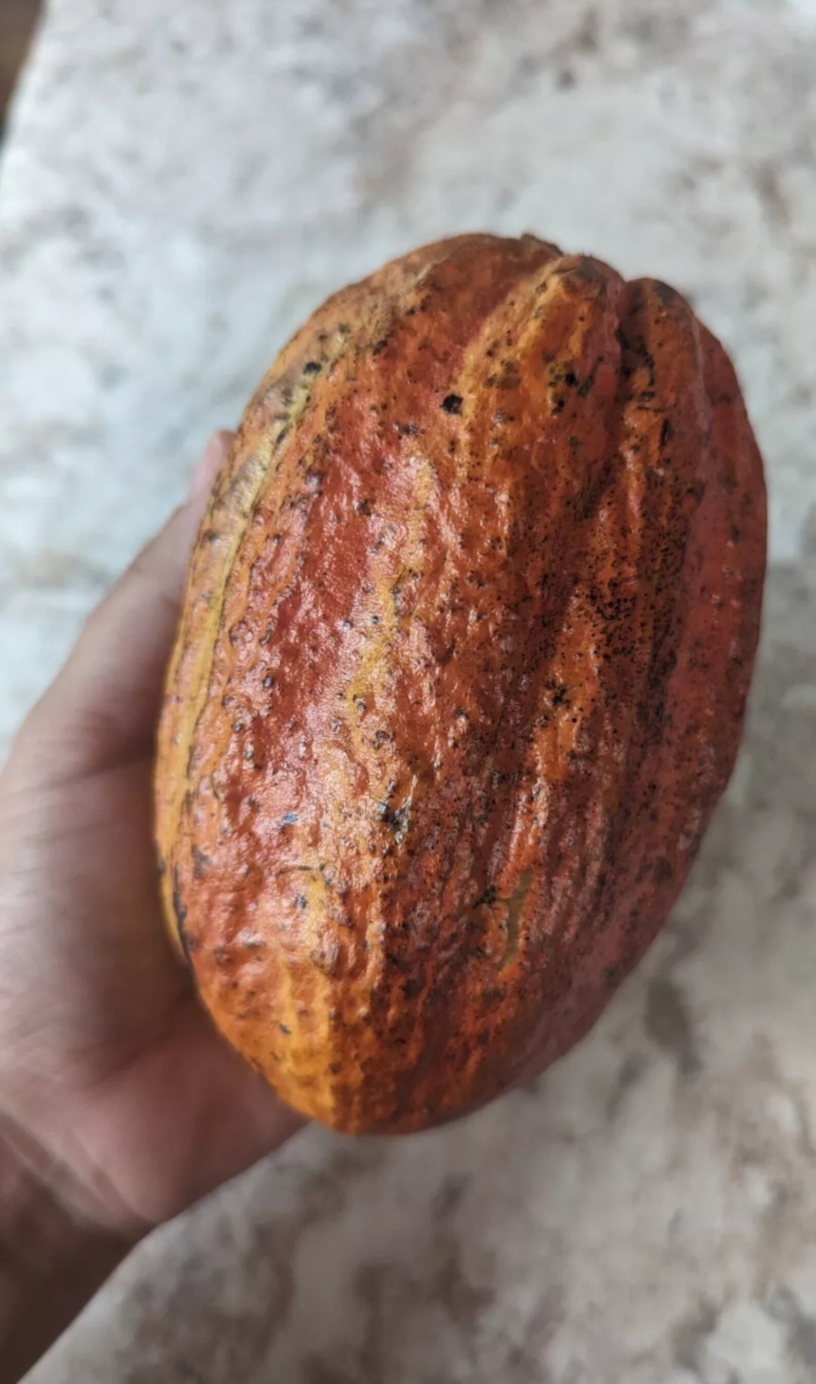 Theobroma Cacao Amelonado/forastero Live Rooted Plant Tree - Etsy