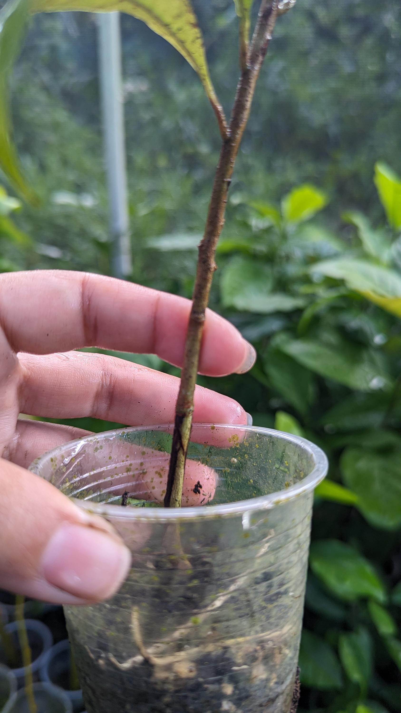 Portería Caimito White Fruit Seedlings Tree Organic - Etsy