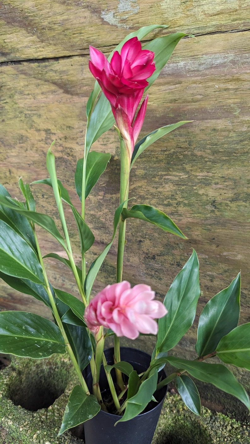 Red & Pink Mix Color Ginger Rhizomes Flower Live Plants Alpinia ...