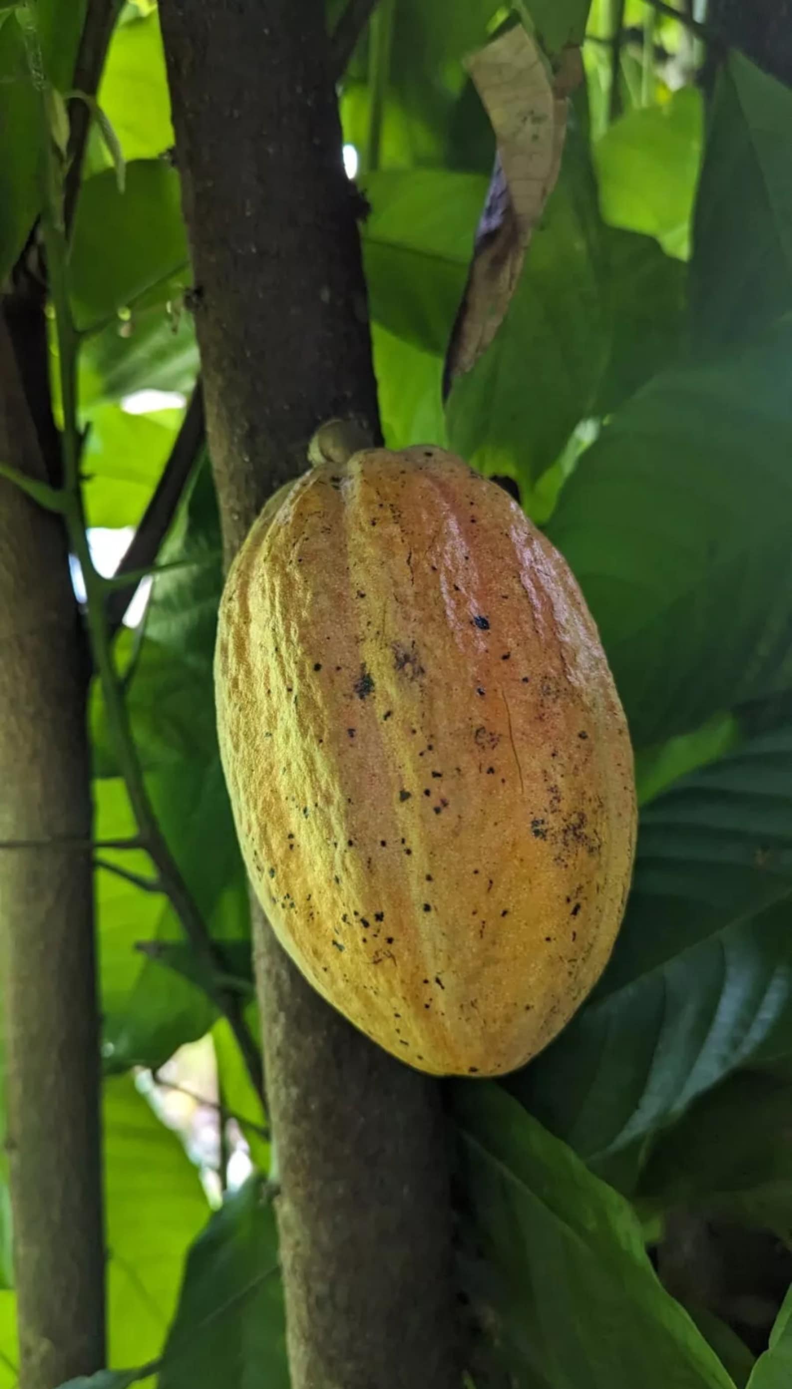 Theobroma Cacao Amelonado/forastero Live Rooted Plant Tree - Etsy