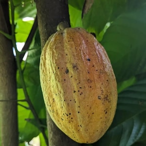 Theobroma Cacao Amelonado/forastero Live Rooted Plant Tree - Etsy