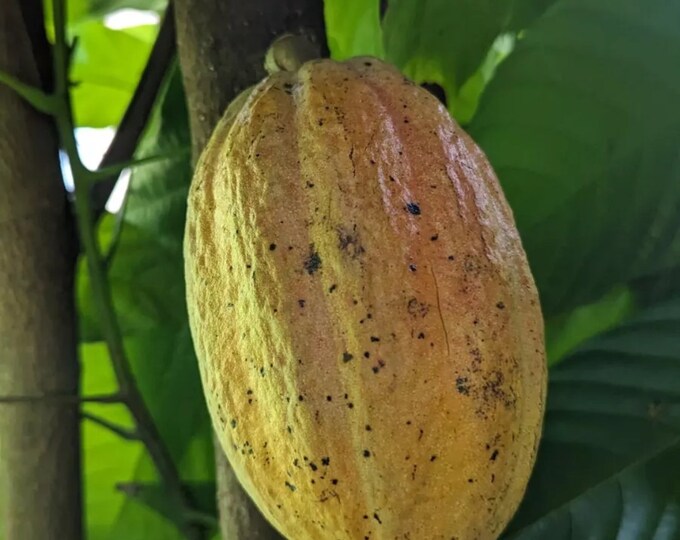 Theobroma Cacao Amelonado/forastero Live Rooted Plant Tree - Etsy