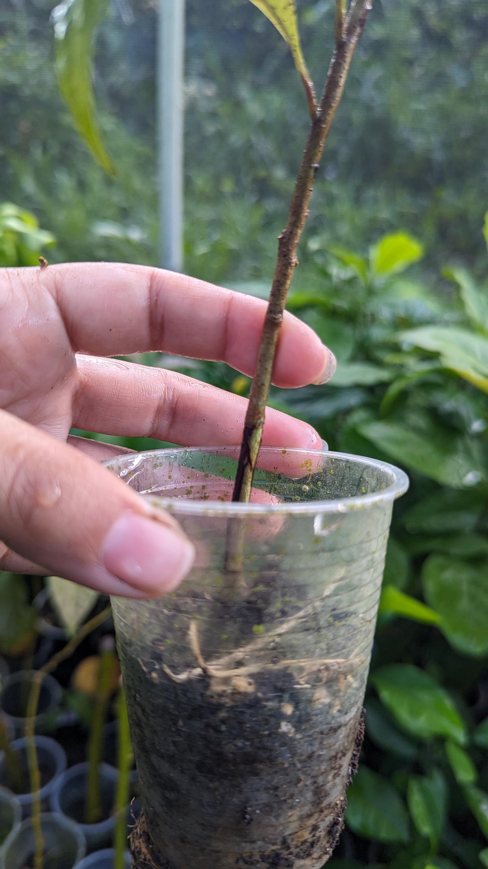 Portería Caimito White Fruit Seedlings Tree Organic - Etsy