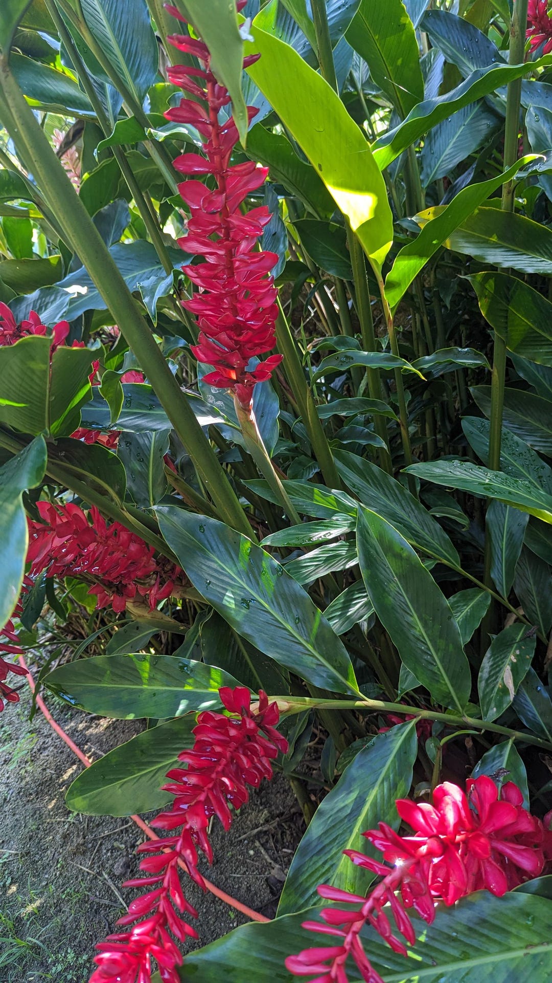 Red Color Ginger Rhizomes Flower Live Plants Alpinia Purpurata X6 - Etsy