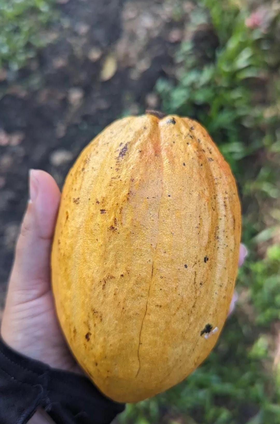 Whole Pod of Cacao Tree Forastero Variety - Etsy