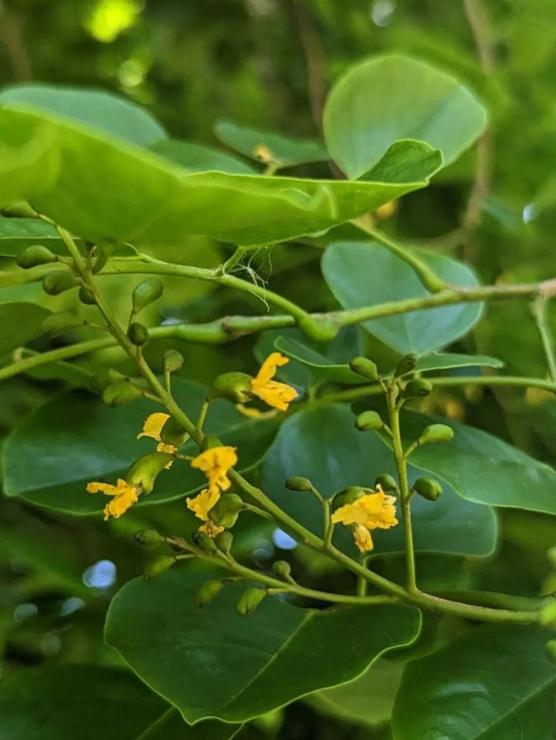 Pterocarpus Indicus Live Tree Seedlings~ Flowers-shadow Tree - Etsy