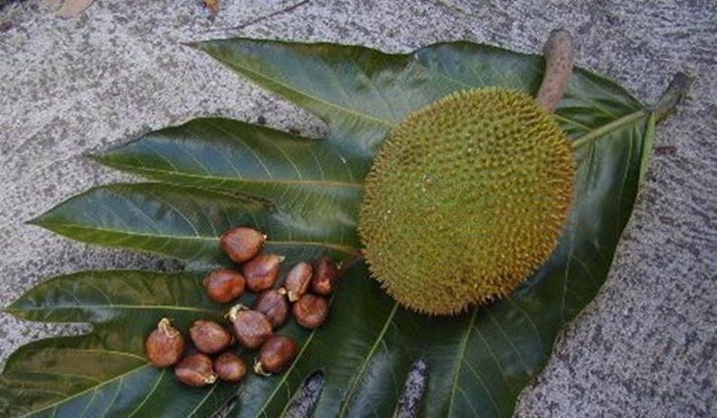 Bread Fruit Nut Seedling Tree Artocarpus Camansi Live Seedling - Etsy