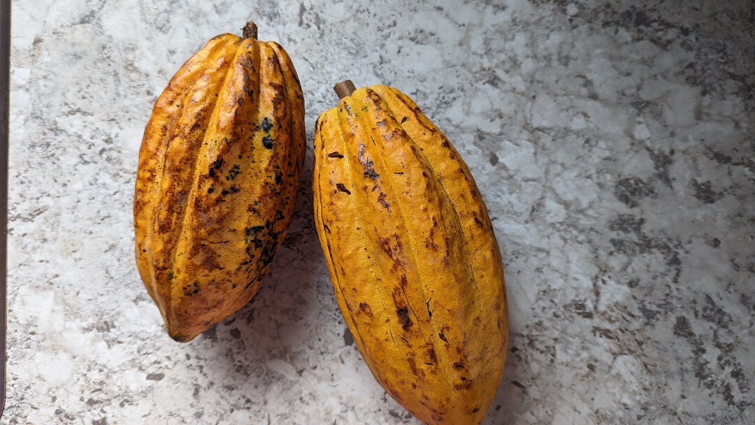 Tree -2x Trinitario-theobroma Cacao Variety Tree - With Healthy Roots ...