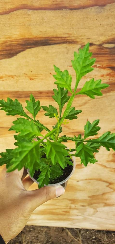 Candle Tree Parmentiera Cereifera Live Tree 10" or Larger - Etsy