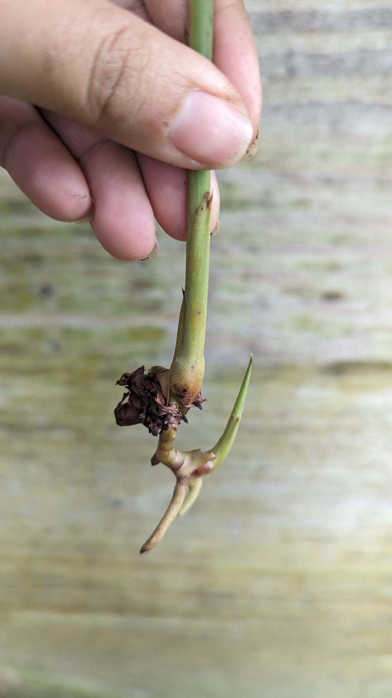 Red & Pink Mix Color Ginger Rhizomes Flower Live Plants Alpinia ...