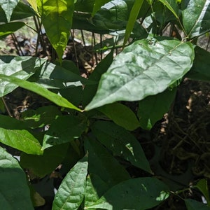 Theobroma Cacao Amelonado/forastero Live Rooted Plant Tree - Etsy