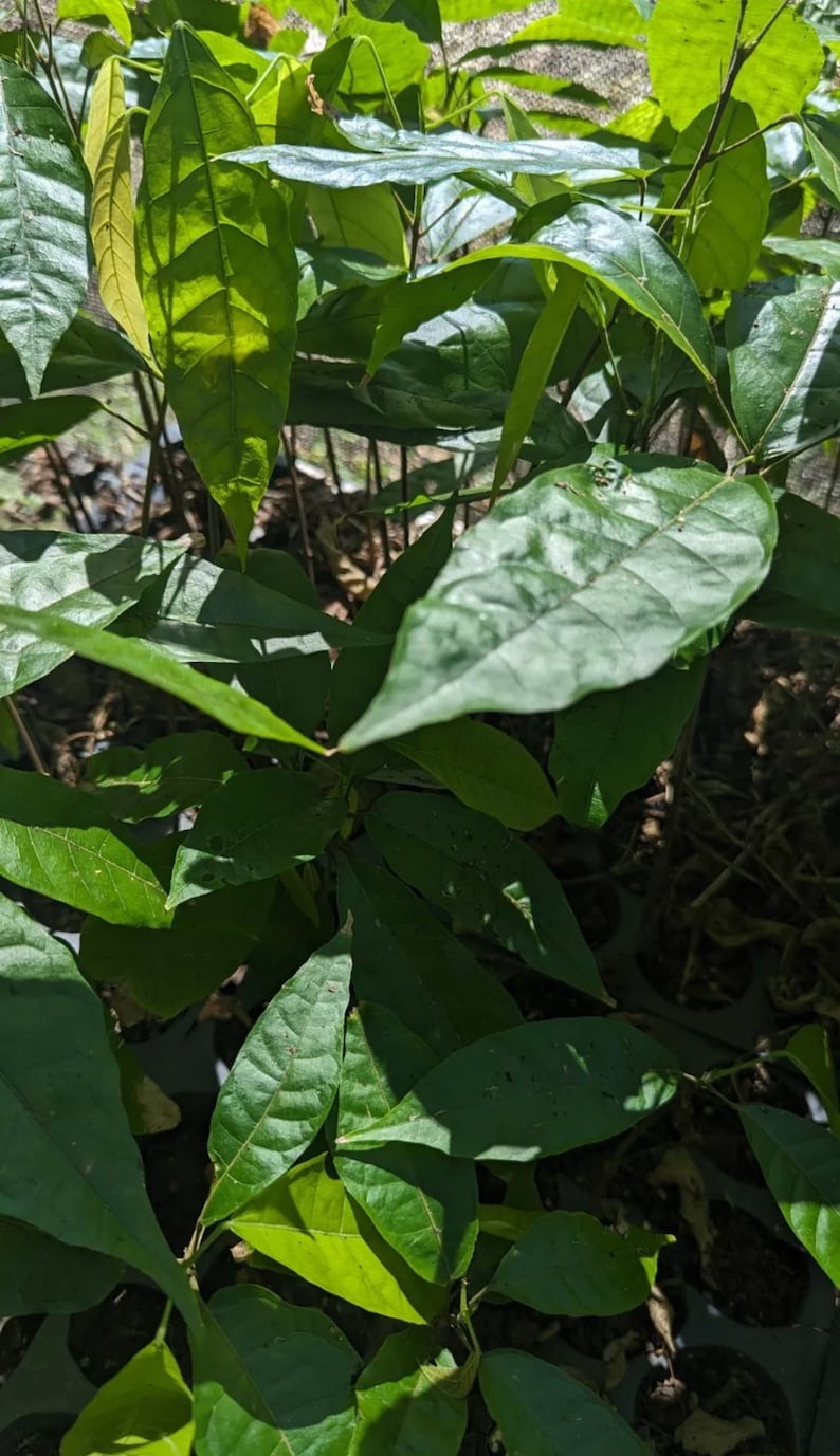 Theobroma Cacao Amelonado/forastero Live Rooted Plant Tree - Etsy