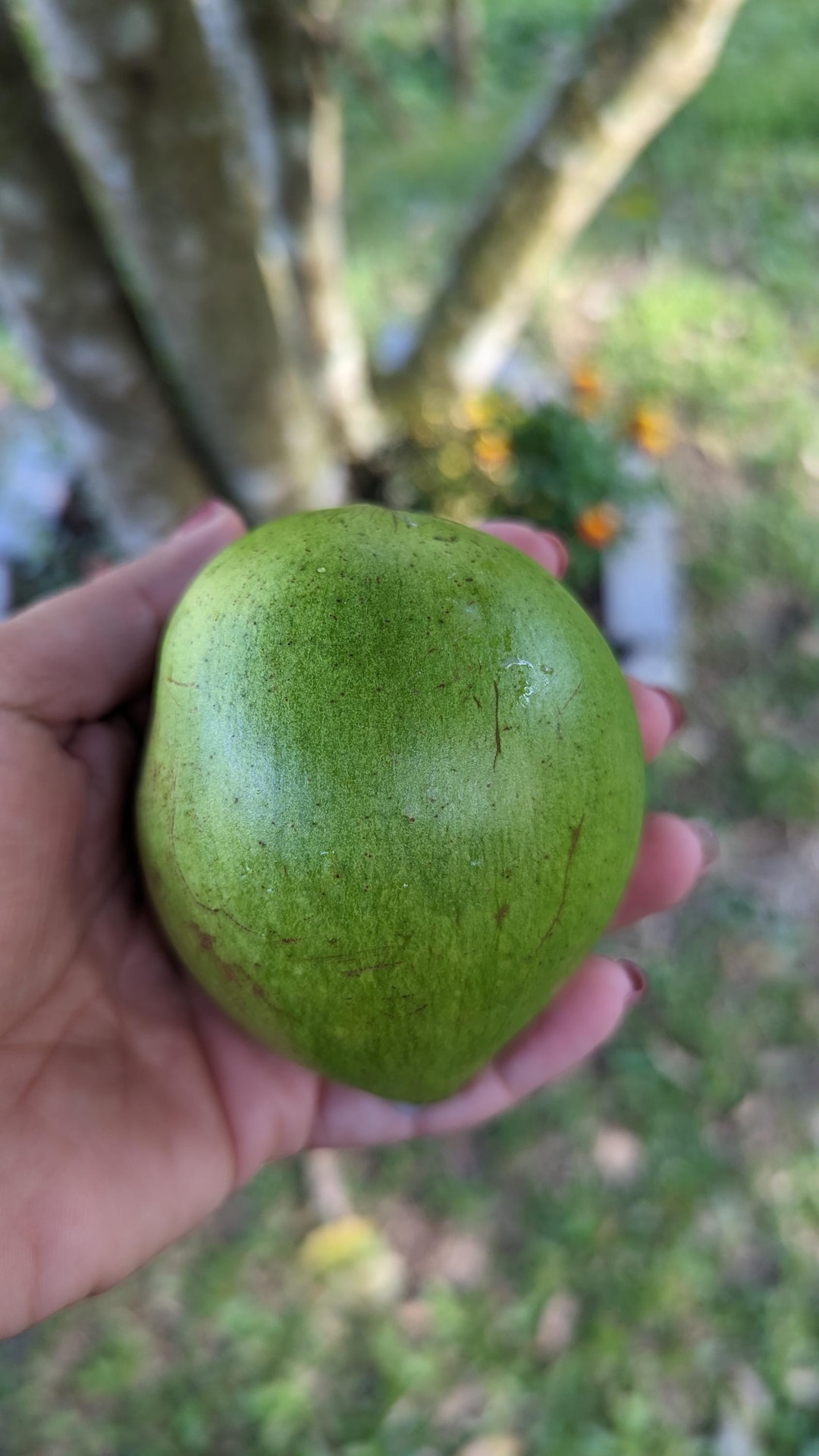 Portería Caimito White Fruit Seedlings Tree Organic - Etsy