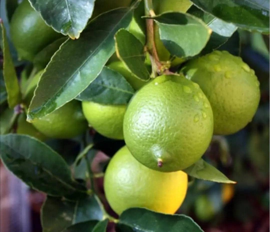 Citrus Aurantifolia -Limão Criollo- Muda de Árvore Frutífera Orgânica ...