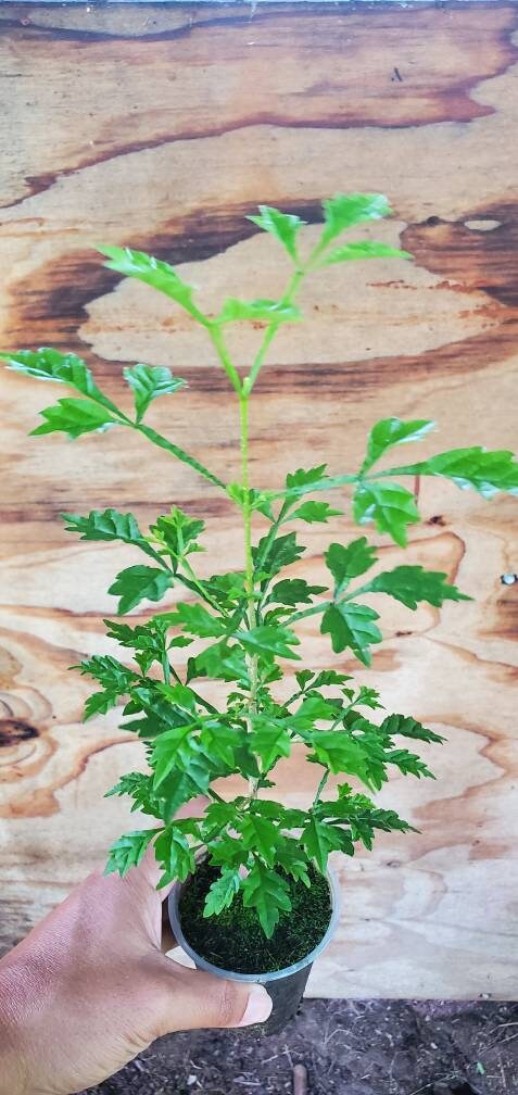Candle Tree Parmentiera Cereifera Live Tree 10" or Larger - Etsy