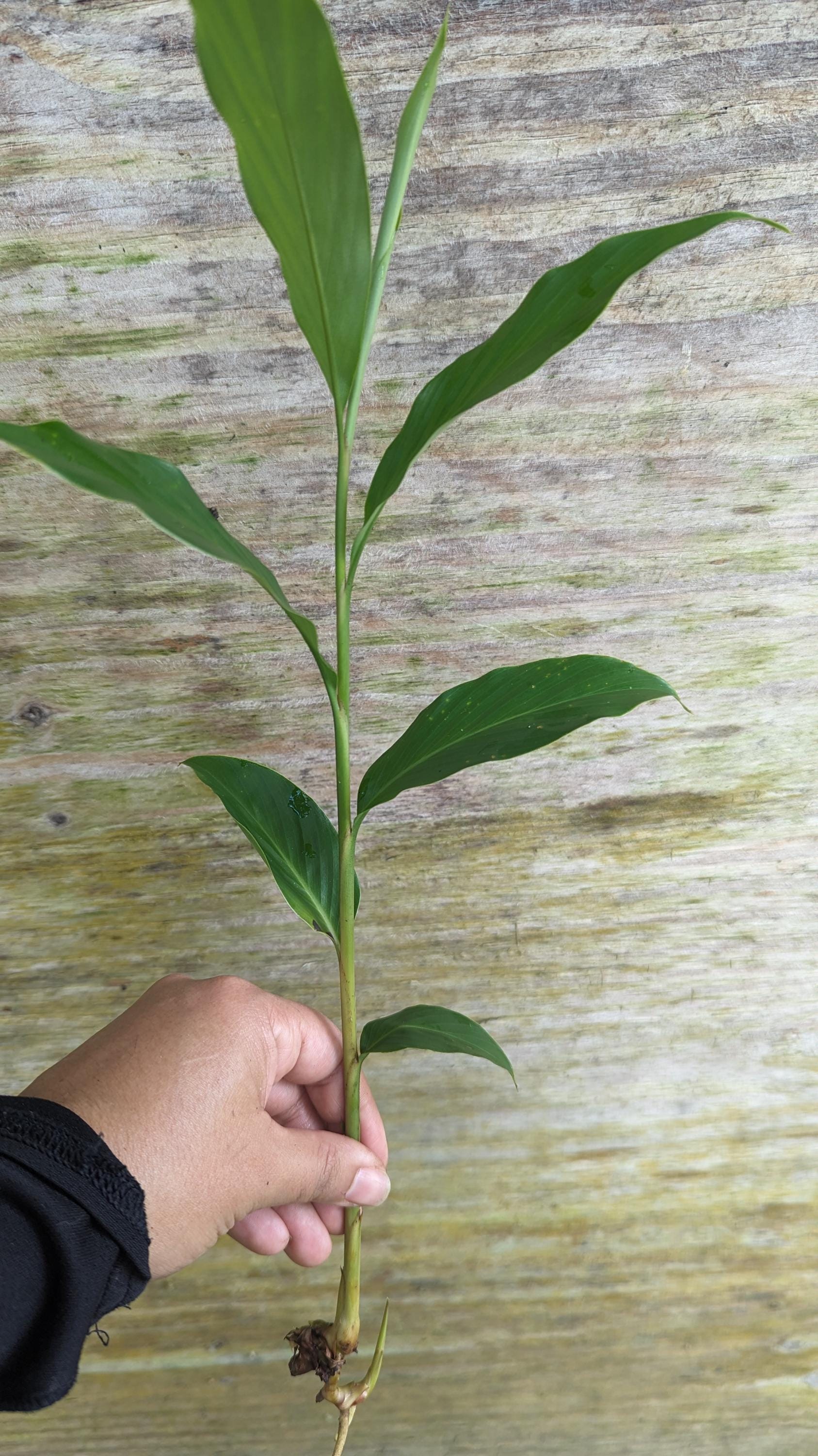 Red & Pink Mix Color Ginger Rhizomes Flower Live Plants Alpinia ...