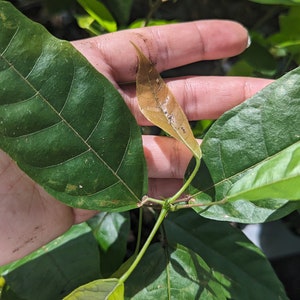 Theobroma Cacao Amelonado/forastero Live Rooted Plant Tree - Etsy