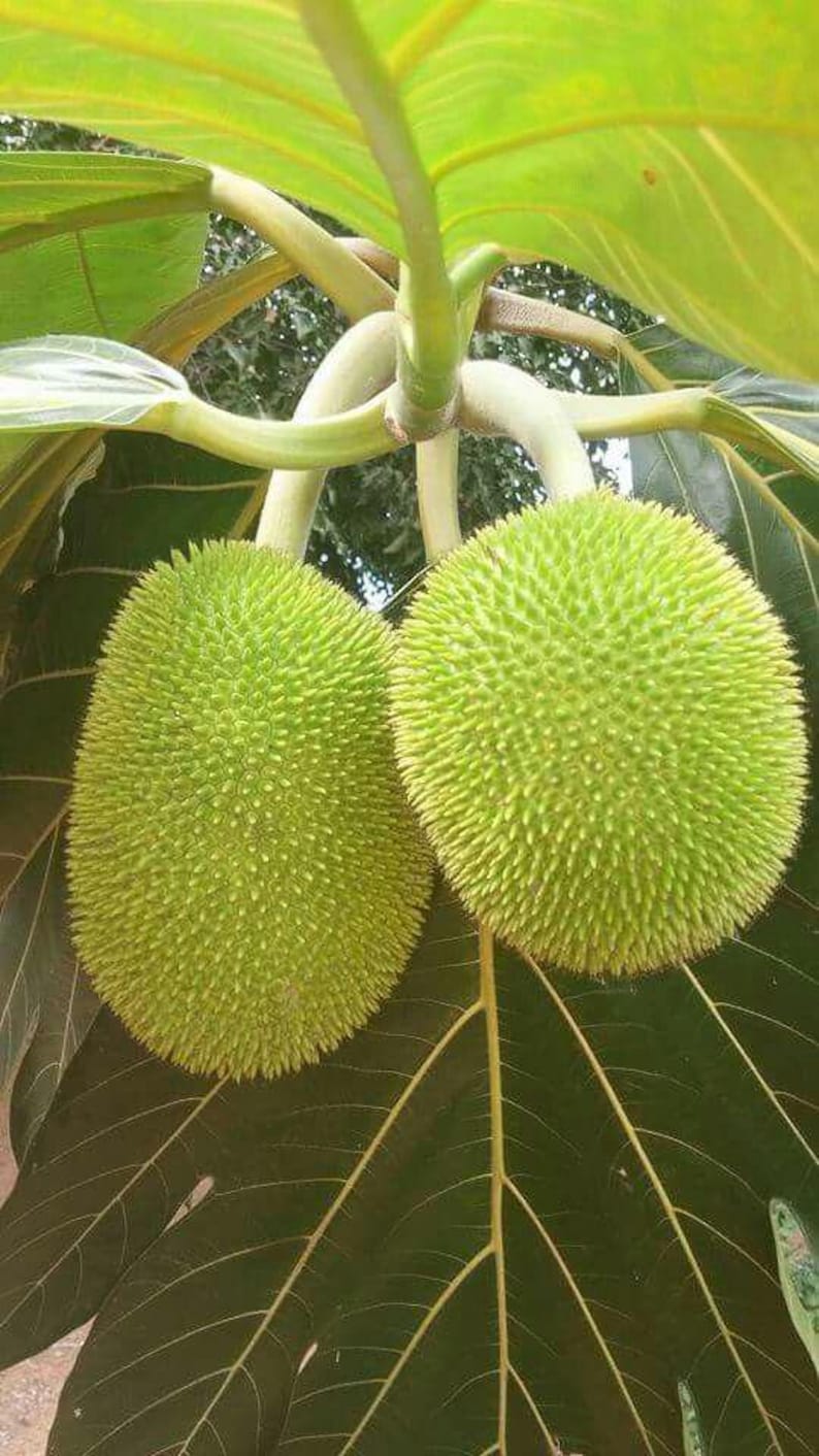 Bread Fruit Nut Seedling Tree Artocarpus Camansi Live Seedling - Etsy