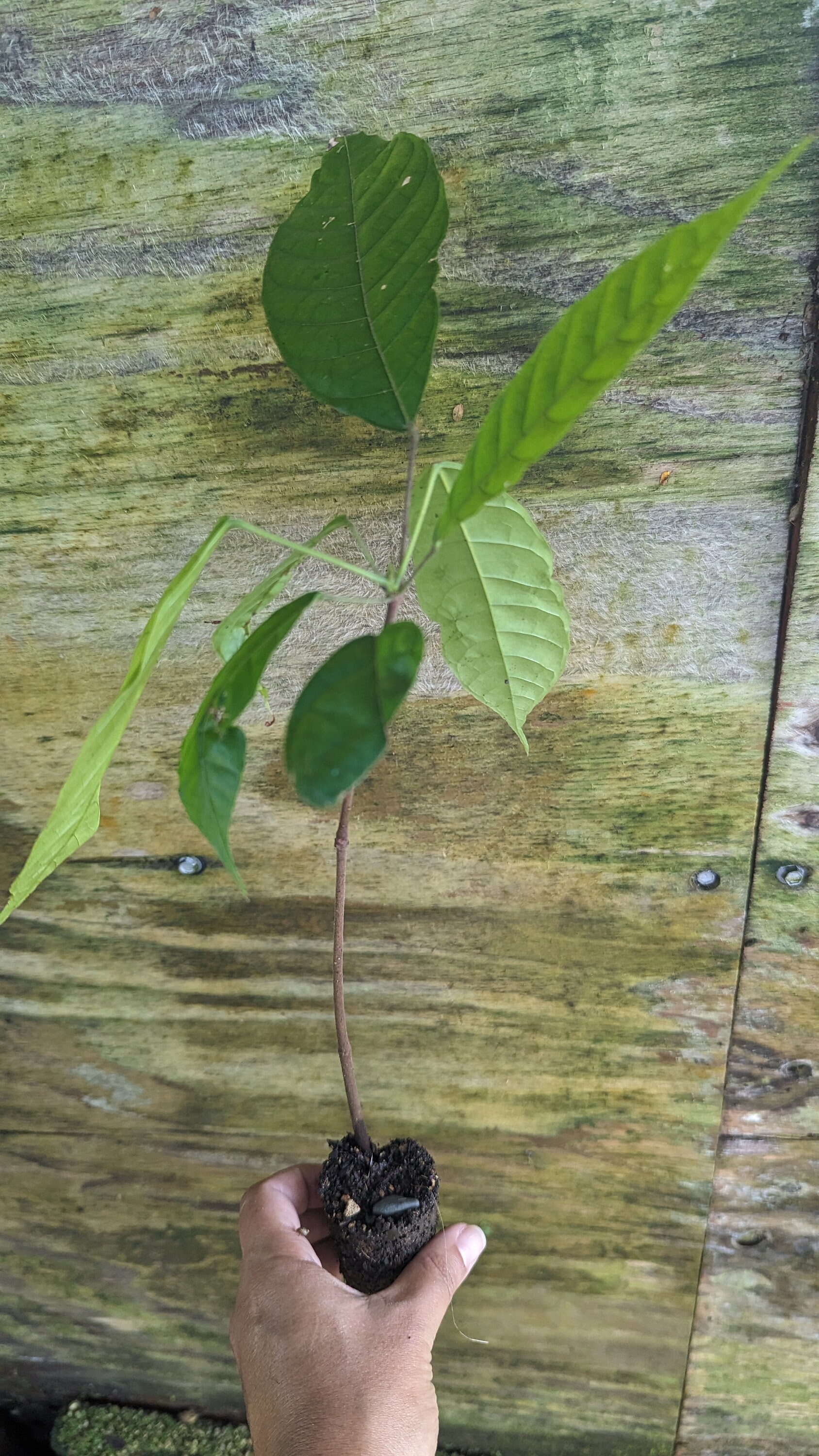 Theobroma Cacao Amelonado/forastero Live Rooted Plant Tree - Etsy