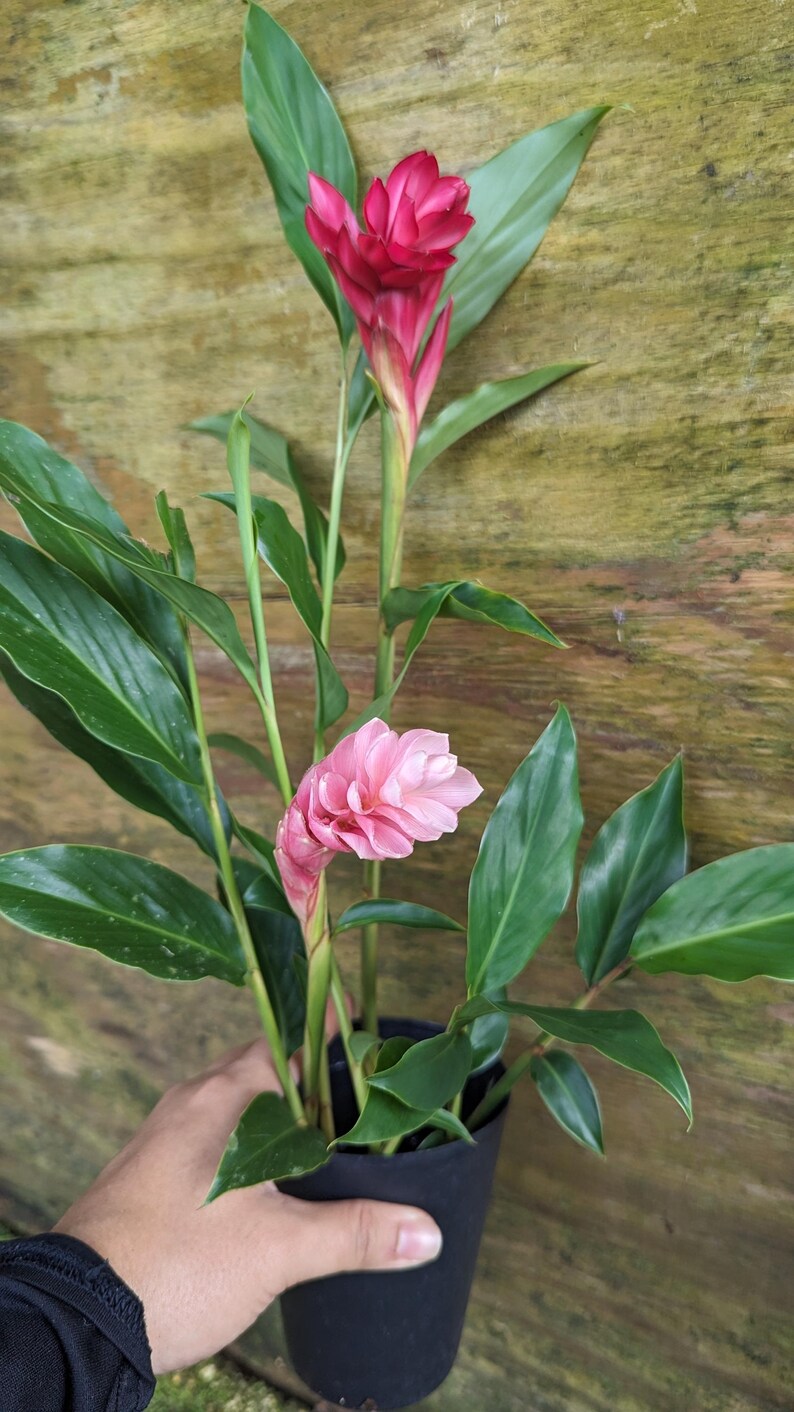 Red & Pink Mix Color Ginger Rhizomes Flower Live Plants Alpinia ...