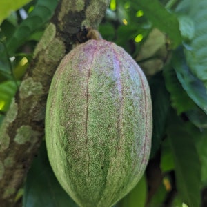 Theobroma Cacao Amelonado/forastero Live Rooted Plant Tree - Etsy